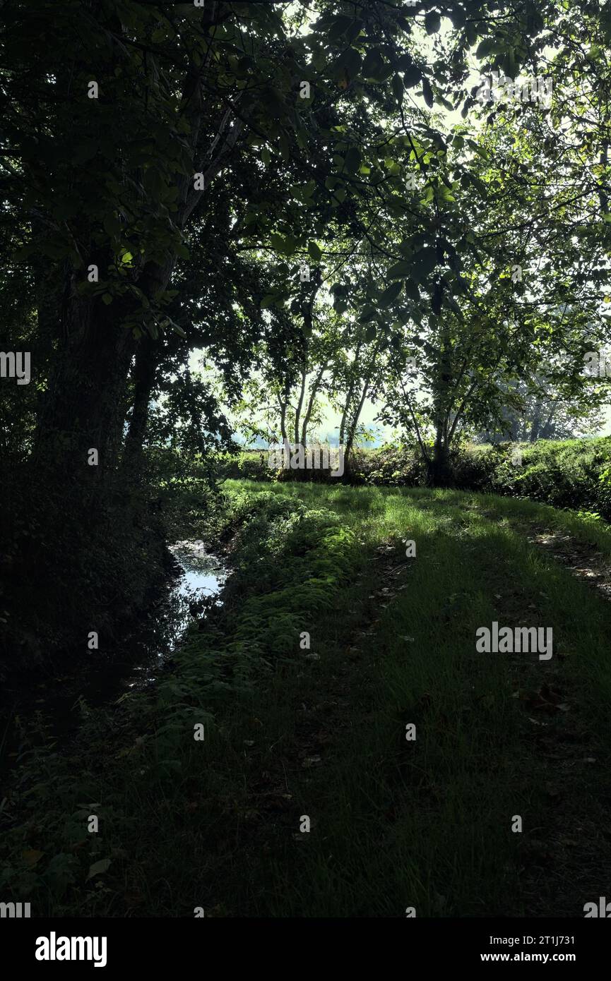 Grass path bordered by trenches with water in a grove with trees ...
