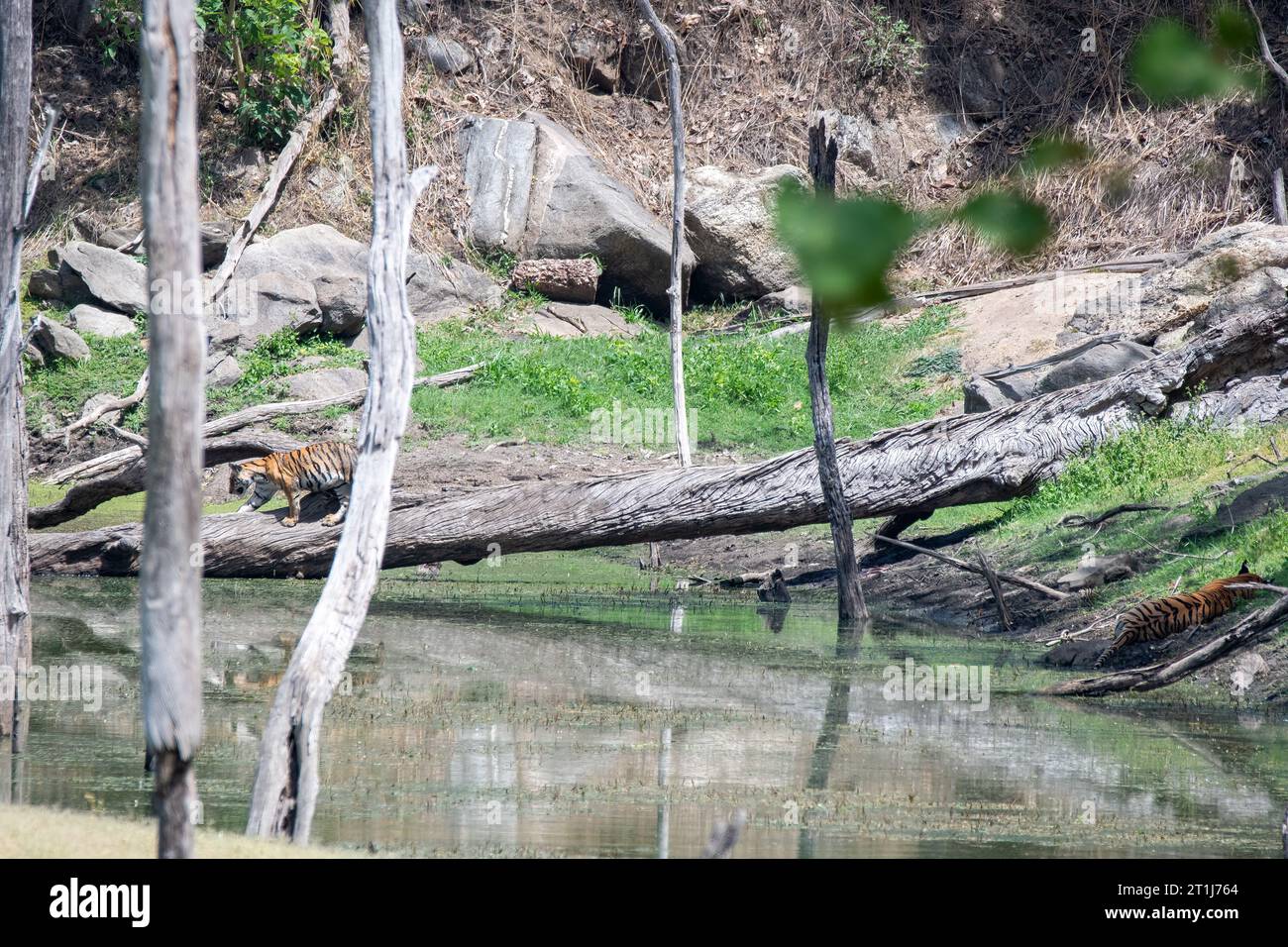 A dominant tigress sleeping near a waterhole on a hot summer afternoon ...