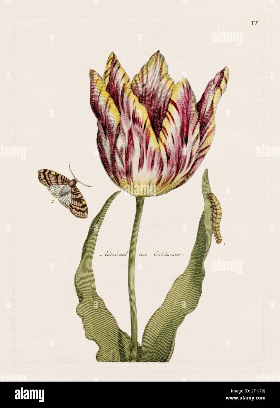 Flower illustration. Antique botanical flower artwork in full bloom ...