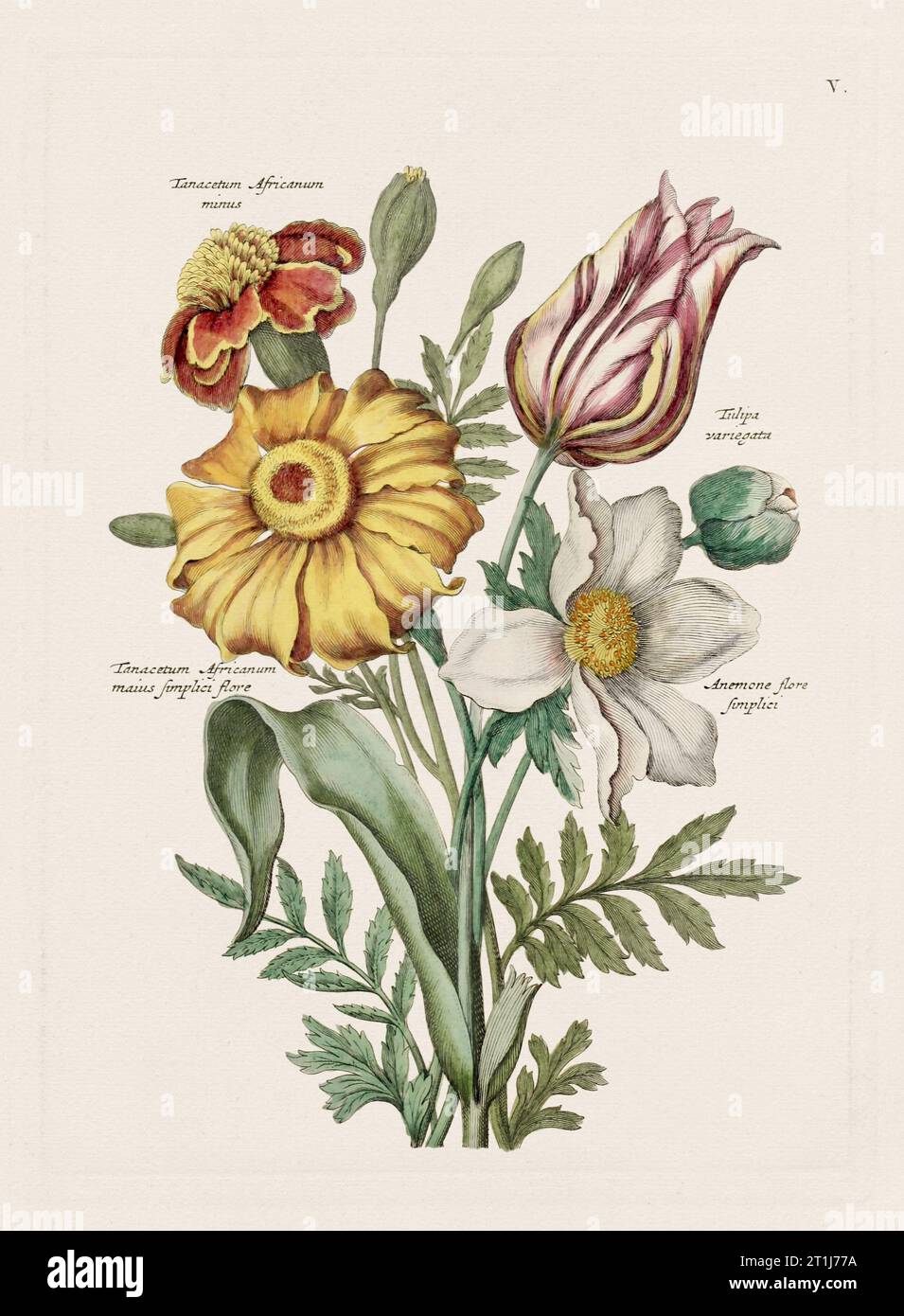 Flower illustration. Antique botanical flower artwork in full bloom ...