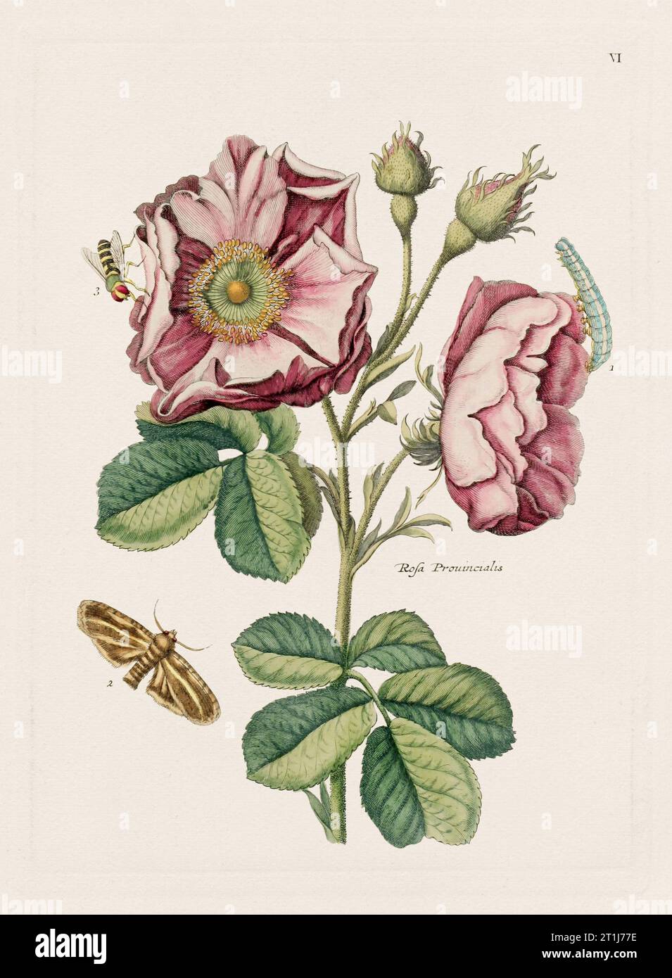 Flower illustration. Antique botanical flower artwork in full bloom ...