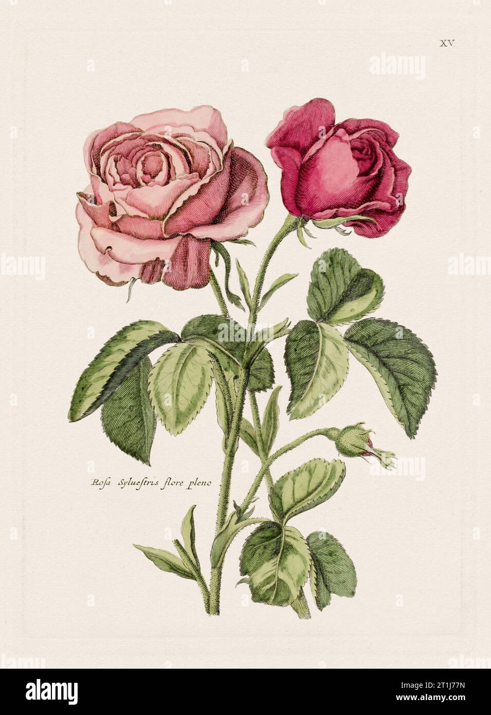 Flower illustration. Antique botanical flower artwork in full bloom ...