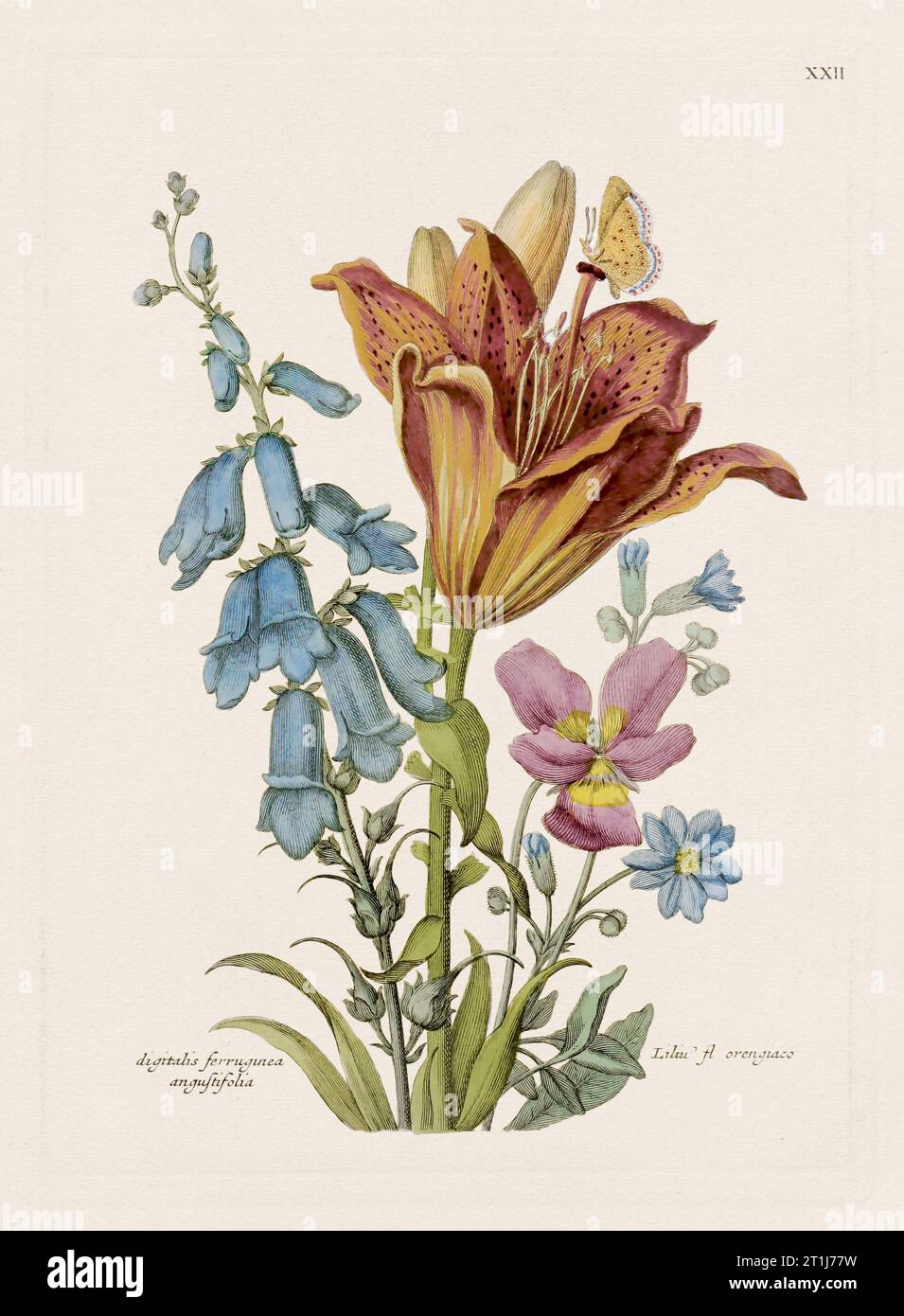 Flower illustration. Antique botanical flower artwork in full bloom ...