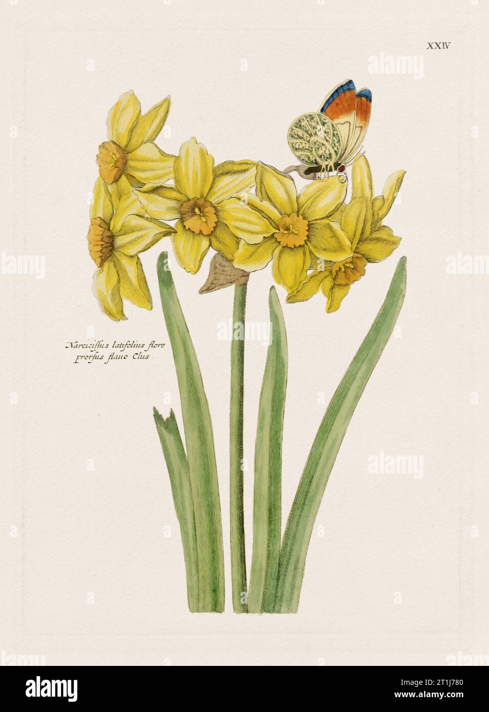 Flower illustration. Antique botanical flower artwork in full bloom ...