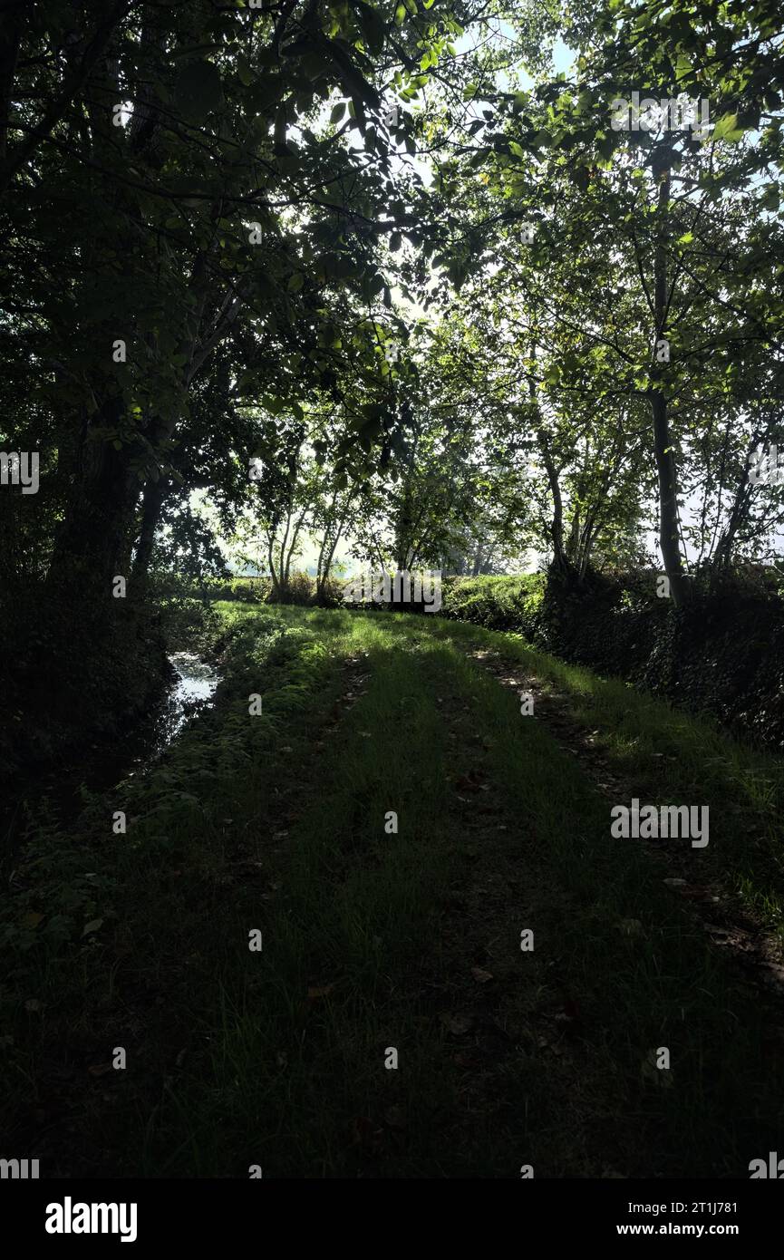 Grass path bordered by trenches with water in a grove with trees ...
