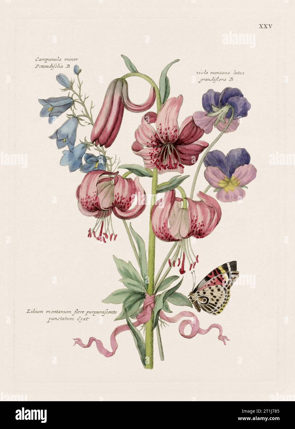 Flower illustration. Antique botanical flower artwork in full bloom ...