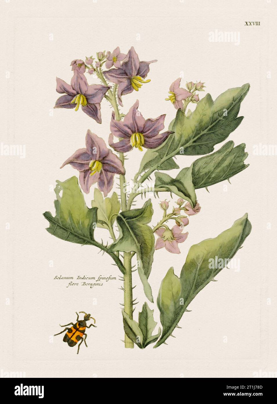 Flower illustration. Antique botanical flower artwork in full bloom ...