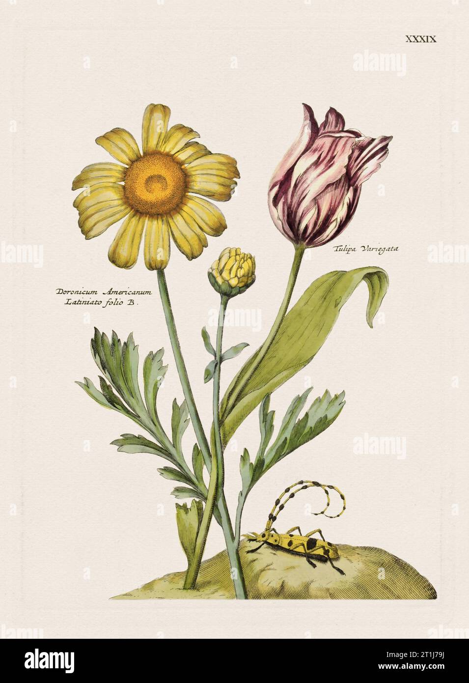 Flower illustration. Antique botanical flower artwork in full bloom ...