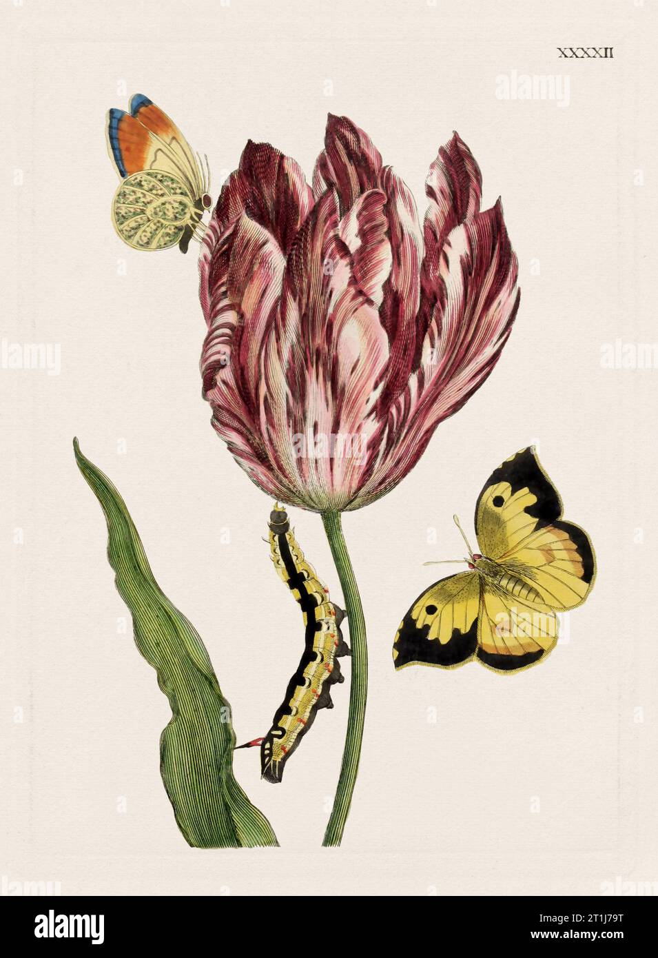 Flower illustration. Antique botanical flower artwork in full bloom ...