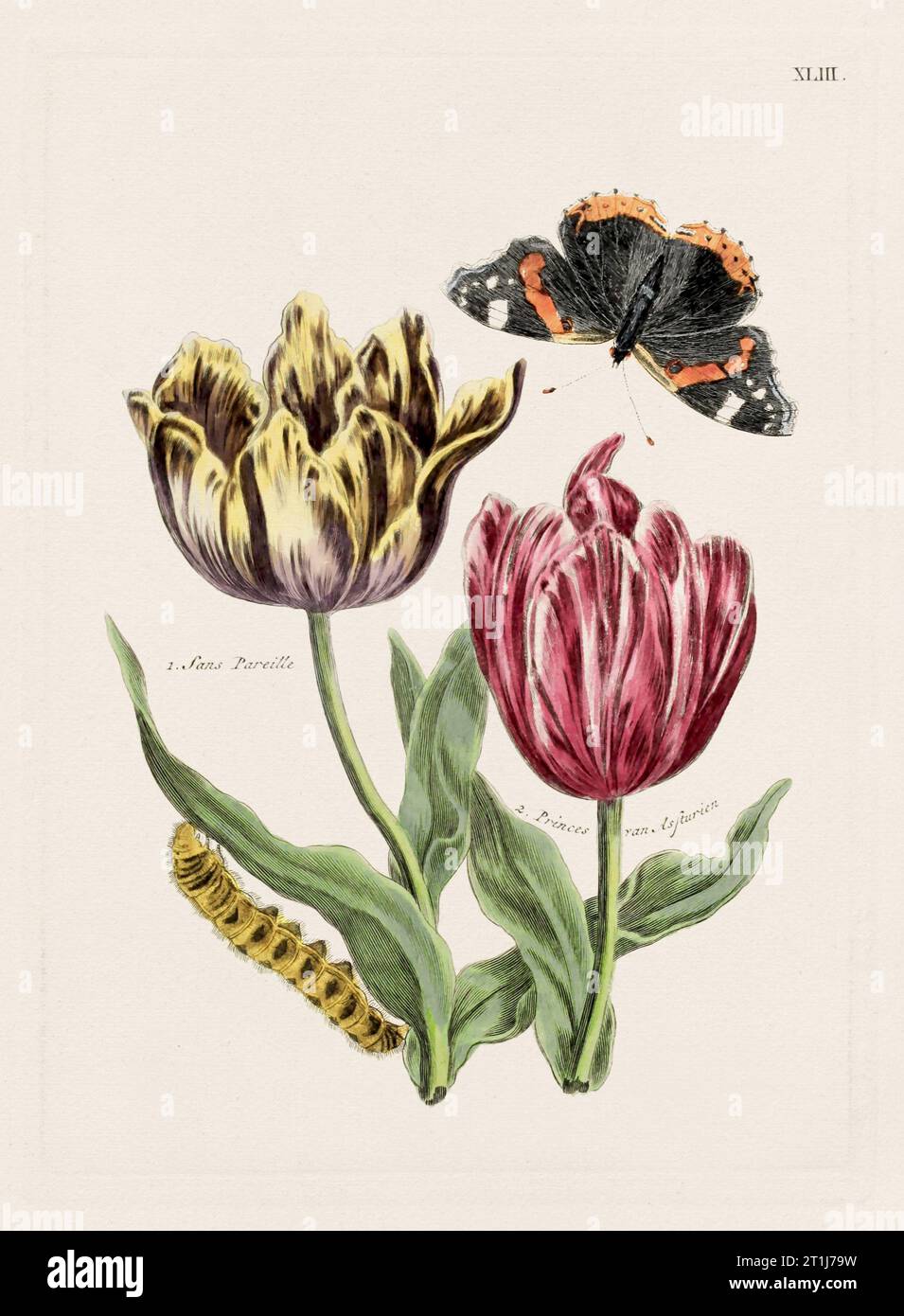 Flower illustration. Antique botanical flower artwork in full bloom ...
