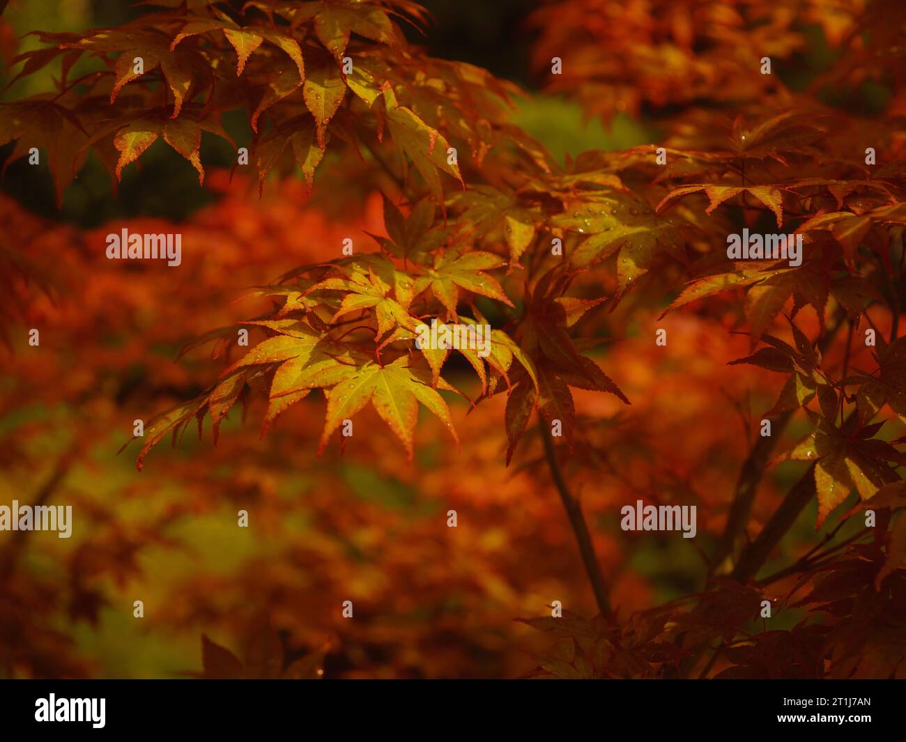 Beautiful autumn leaves that turned red in autumn in Japan. Japanese ...