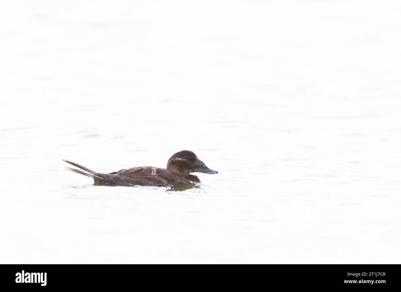 Female White-headed Duck (Oxyura leucocephala) in Laguna de Navaseca ...