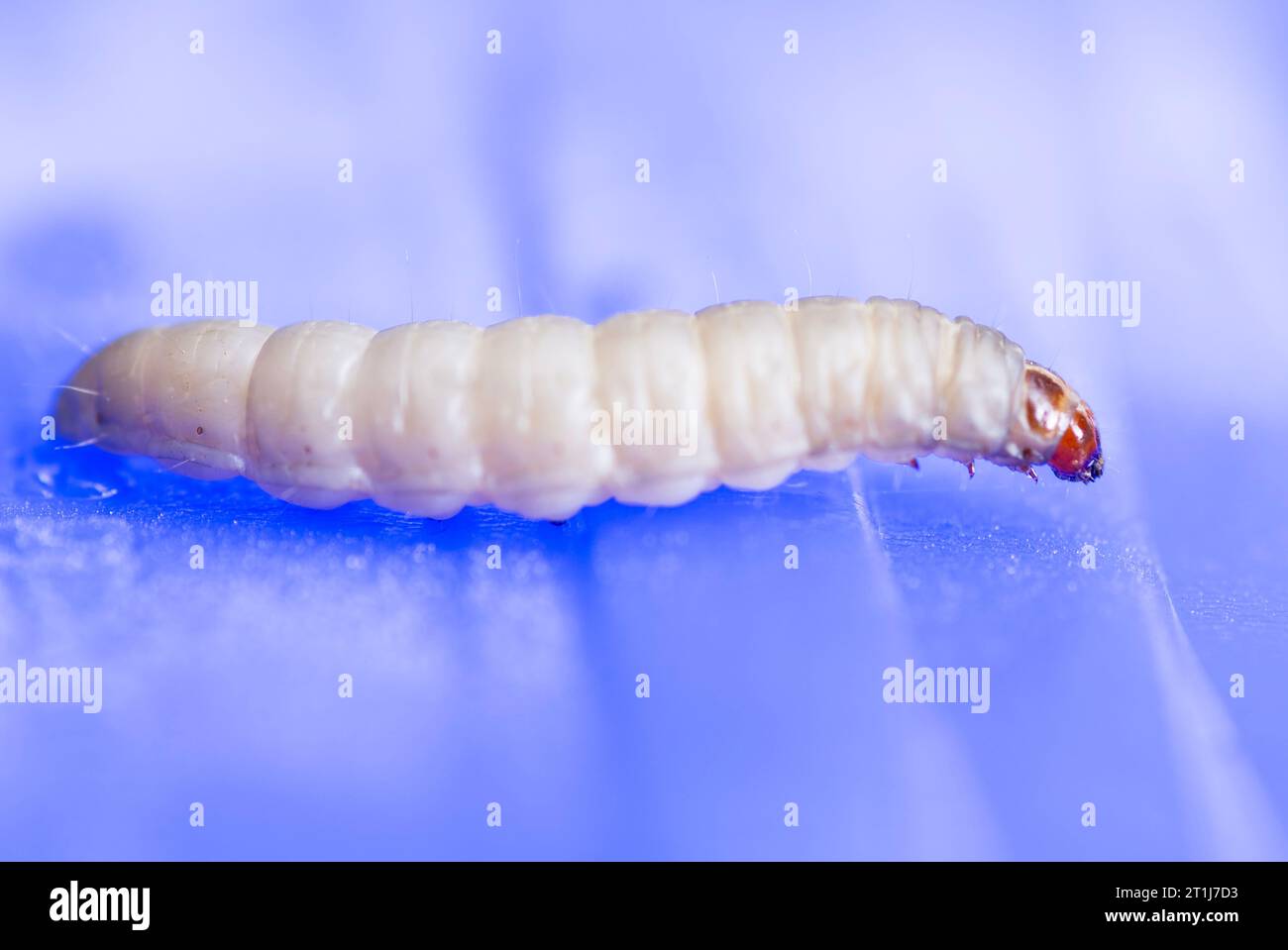 A close-up of a Galleria mellonella wax moth used in a biological study ...