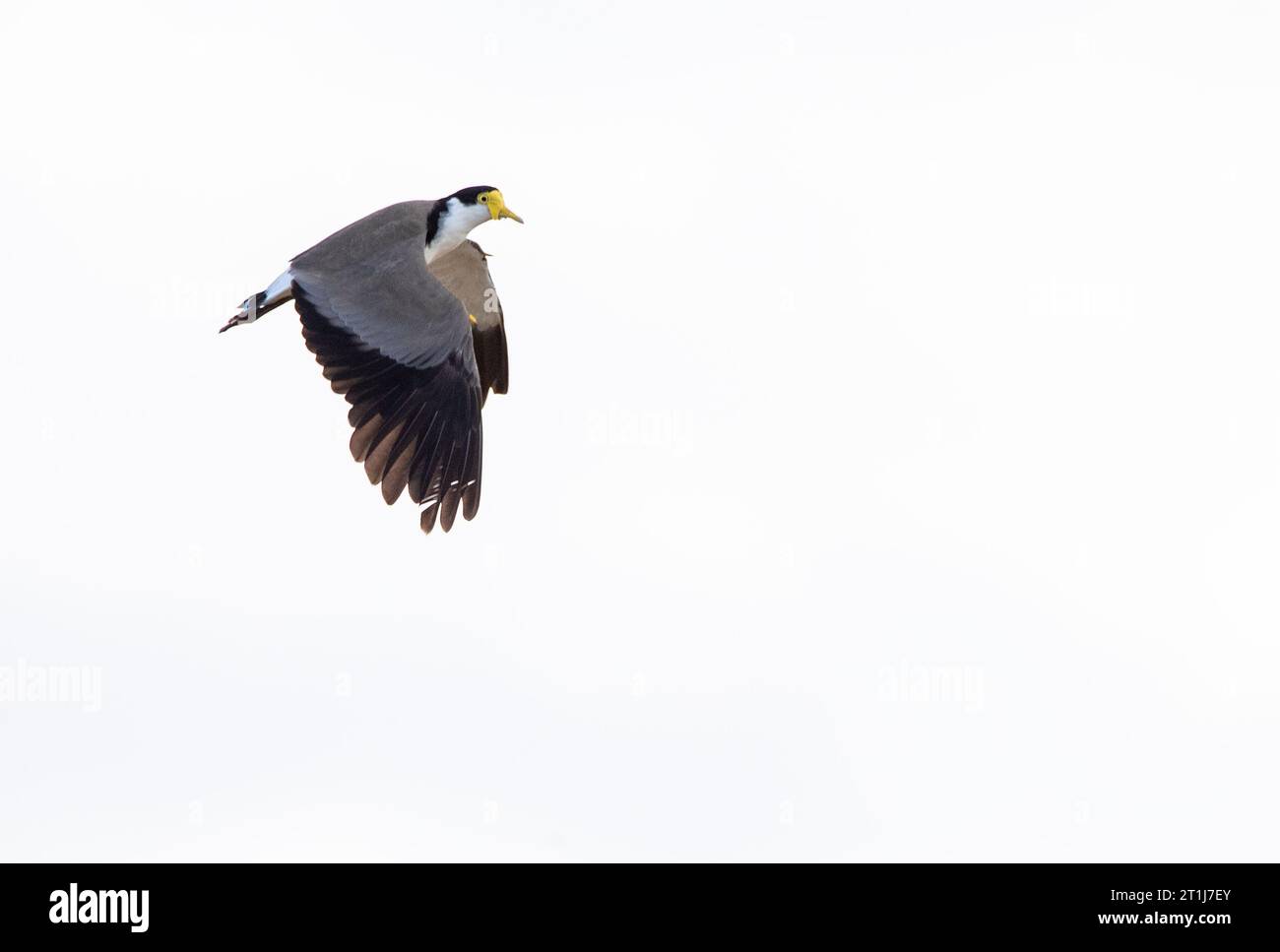 Masked Lapwing (Vanellus miles novaehollandiae) in Tawharanui Regional ...