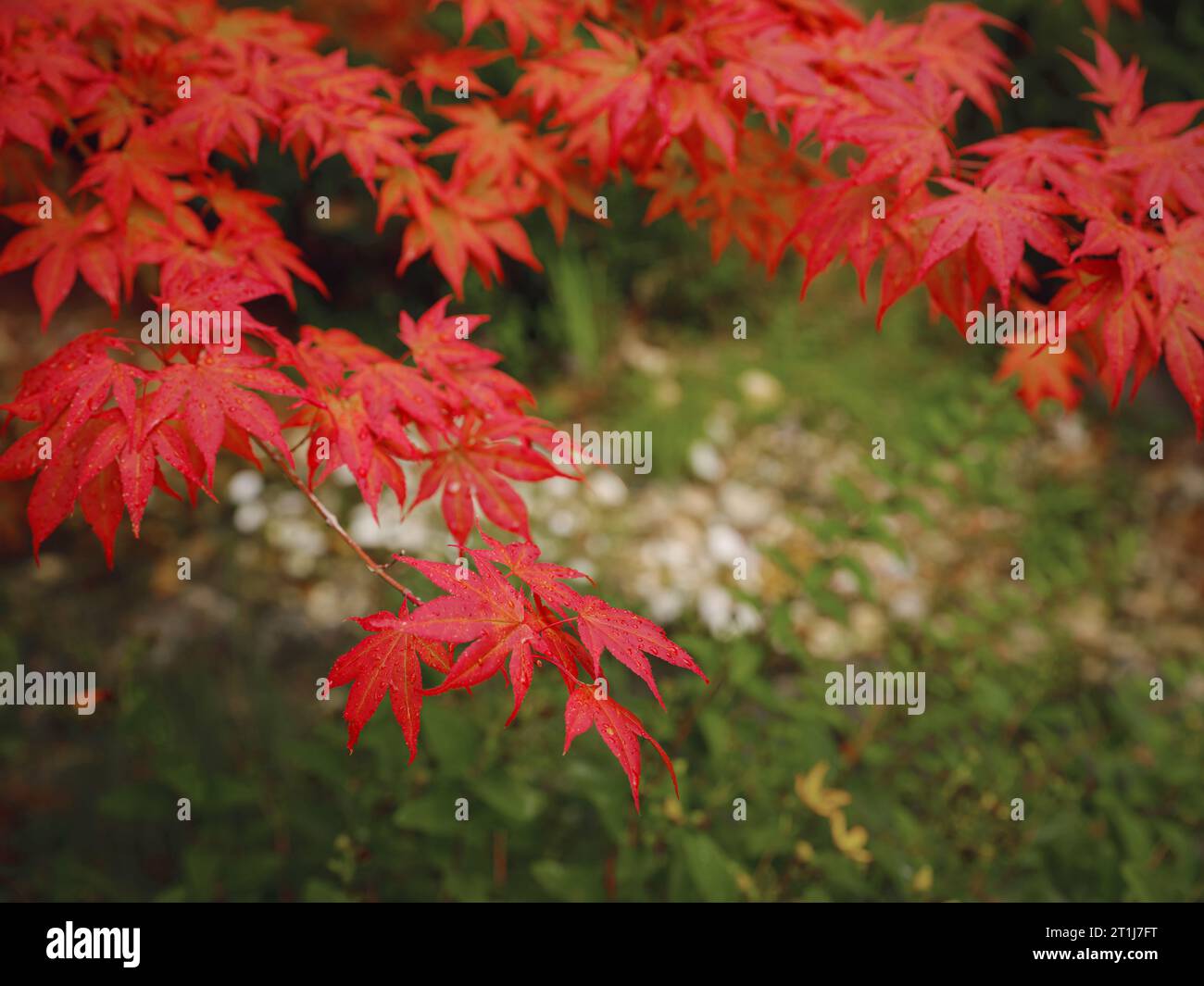 Beautiful autumn leaves that turned red in autumn in Japan. Japanese ...