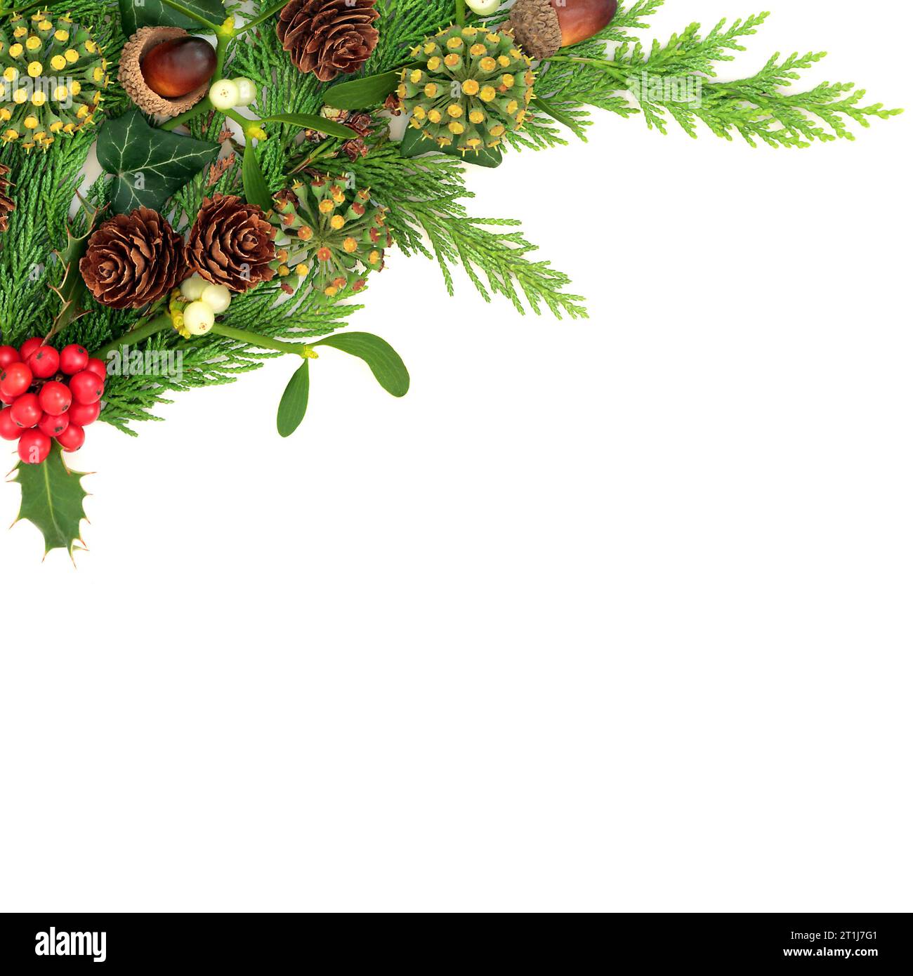 Christmas winter nature flora greenery border on white background ...