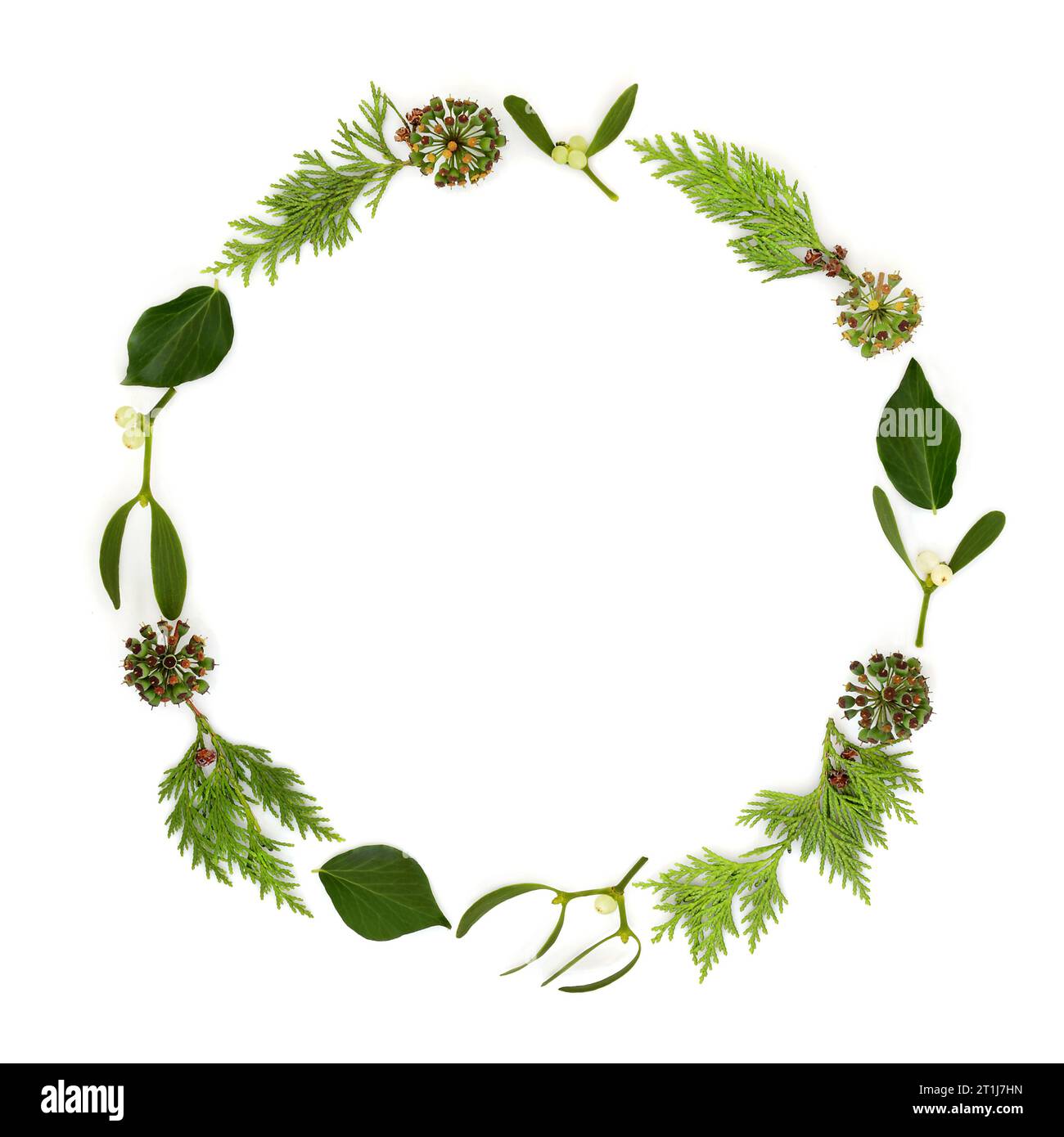 Christmas traditional winter greenery flora wreath on white background ...