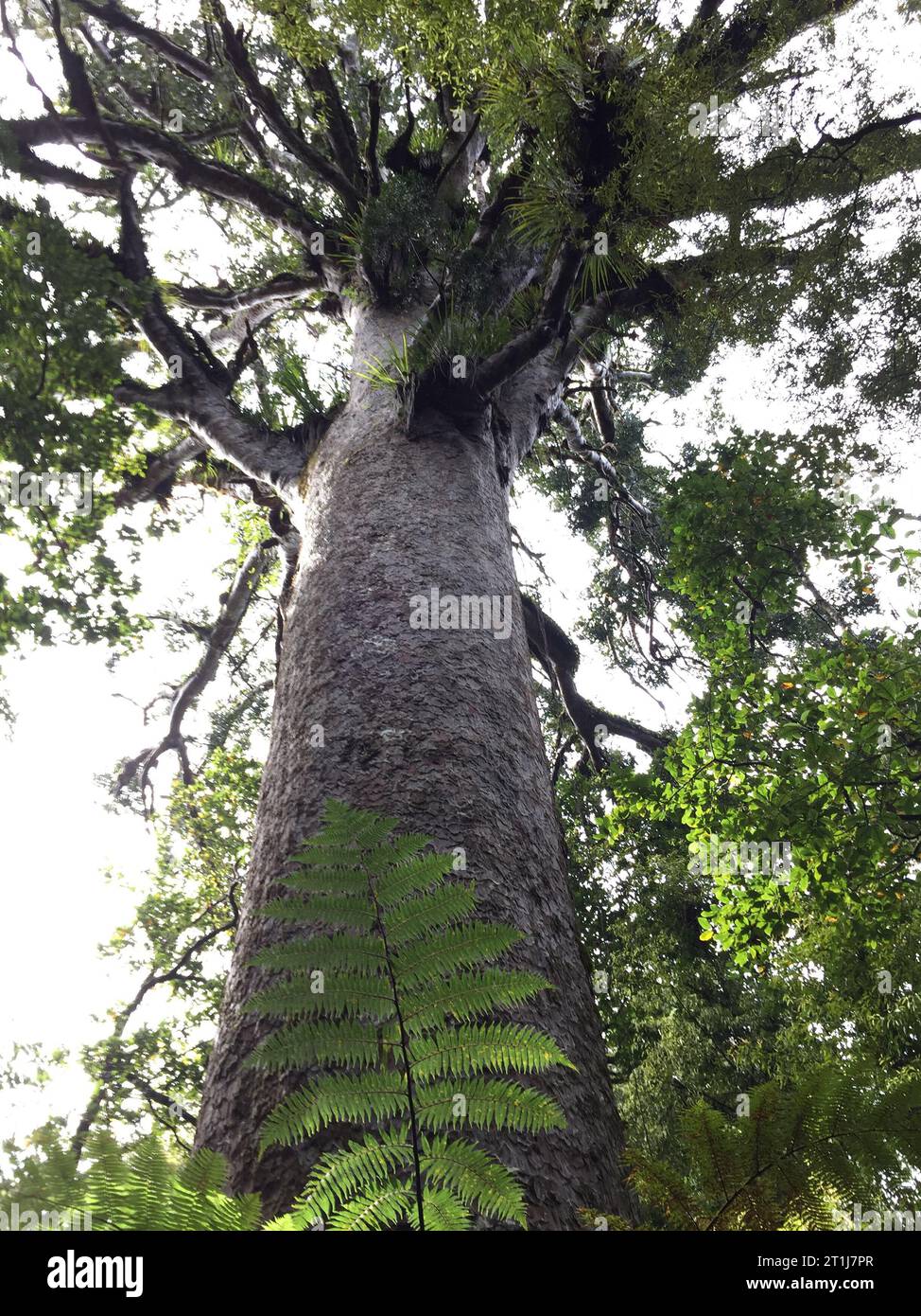 Huge Kauri (Agathis australis) in Waipoua Forest on North Island, New ...