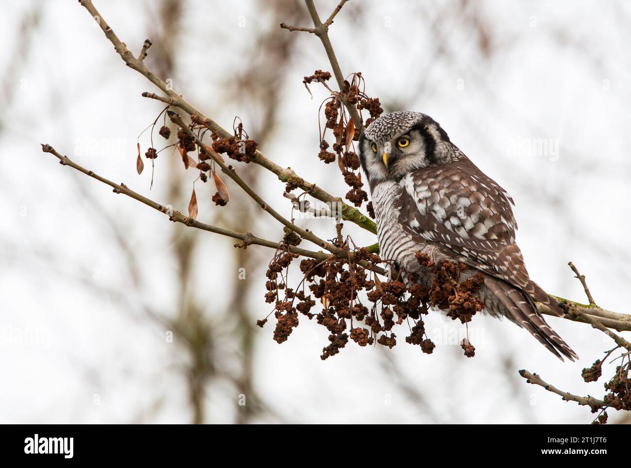 Northern Hawk Owl (Surnia ulula) wintering in Zwolle in the Netherlands ...