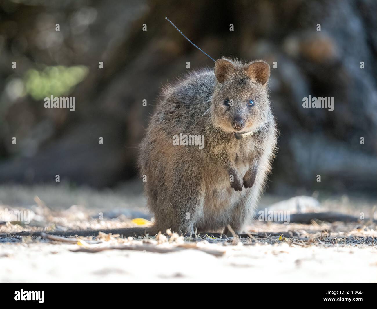 Cute quokka with tracking collar, Rottnest Island, Western Australia ...