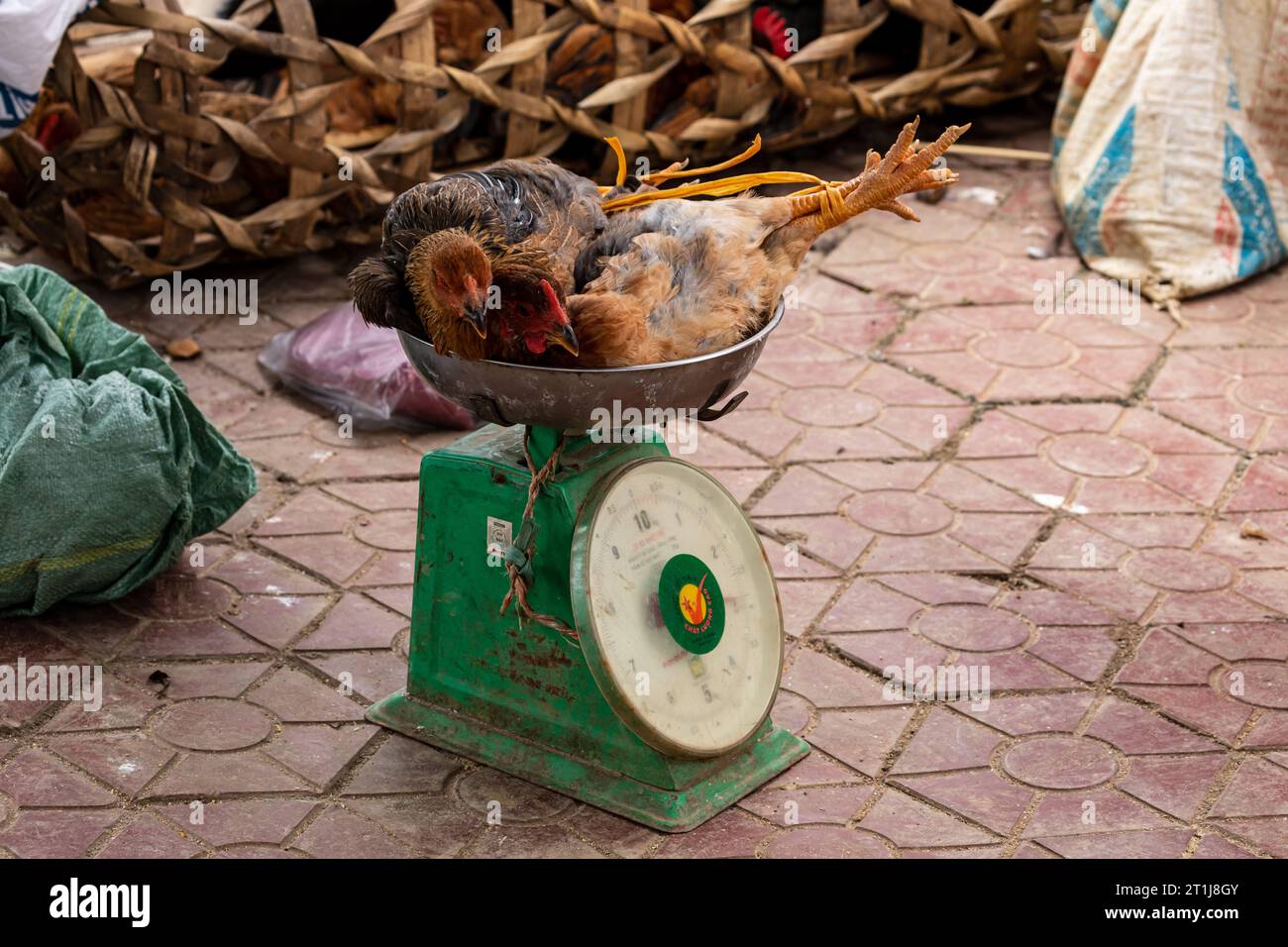Hen on a Scale for sale Stock Photo - Alamy