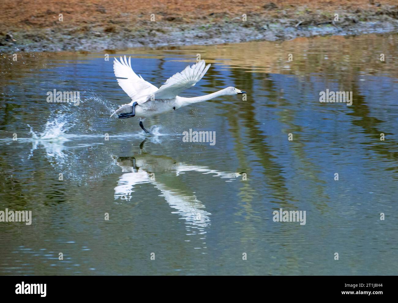 Immature Whooper Swan (Cygnus cygnus) wintering at Lake Kerkini in ...