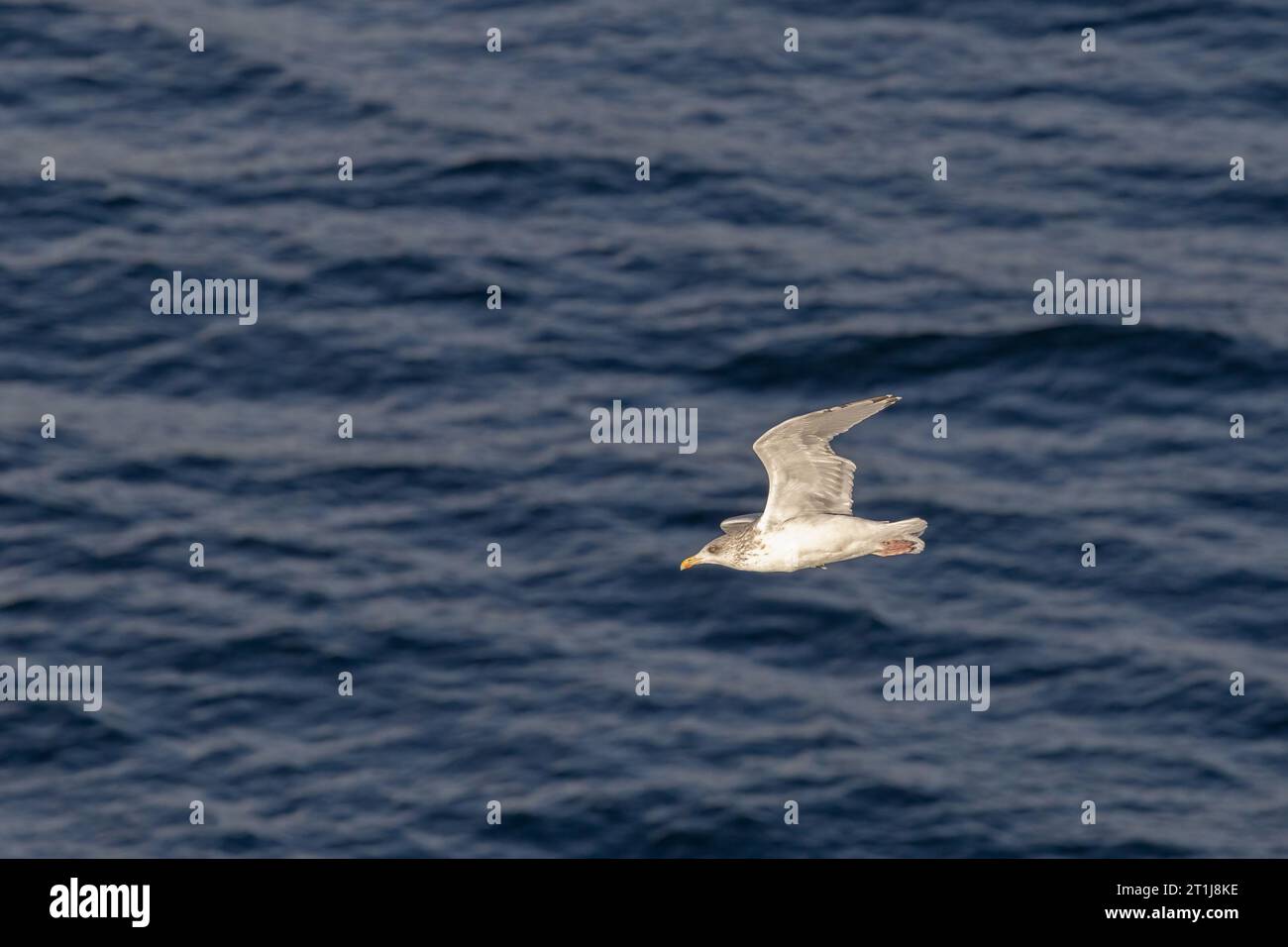 Great skua at sea hi-res stock photography and images - Alamy