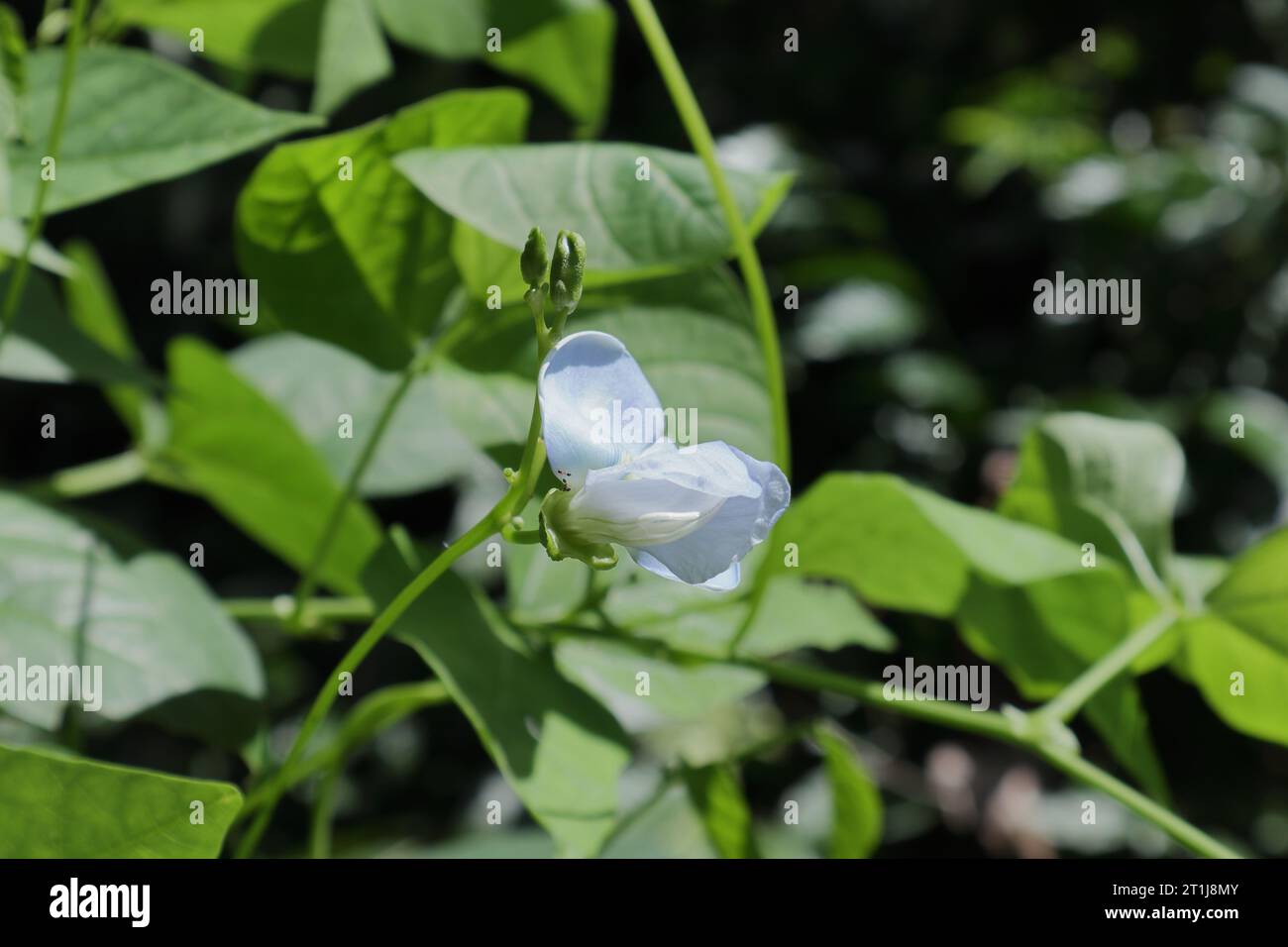View of a pale blue color winged bean flower (Psophocarpus ...