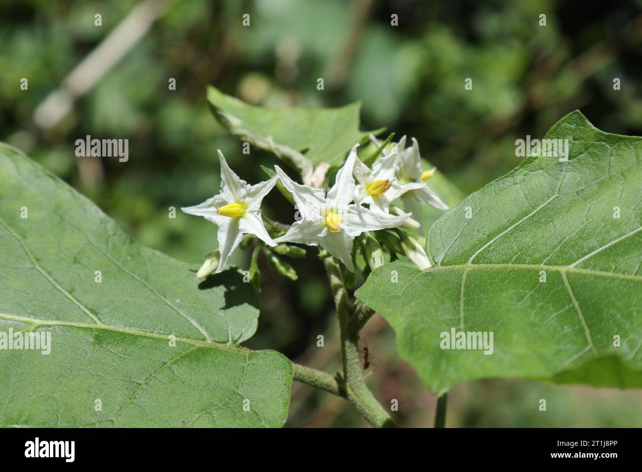 Close up view of a white flower cluster bloom on a Turkey Berry plant ...