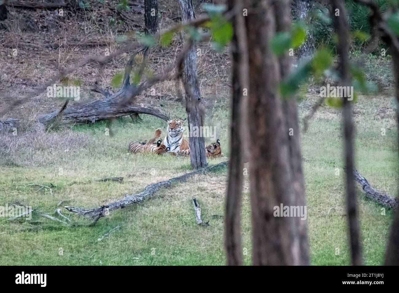 A dominant tigress relaxing in thick grasses on hot summer afternoon ...