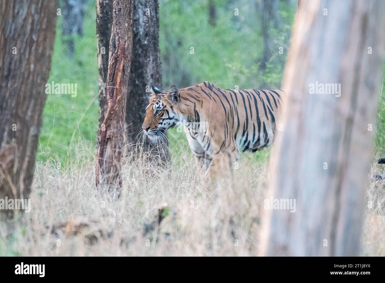 A dominant tigress exploring its territory by crossing the safari track ...
