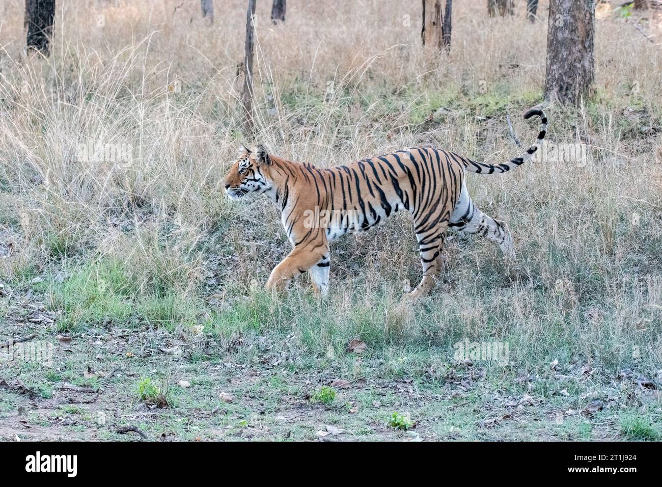 A dominant tigress exploring its territory by crossing the safari track ...