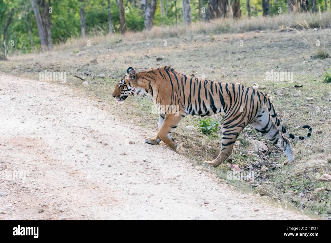 A dominant tigress exploring its territory by crossing the safari track ...