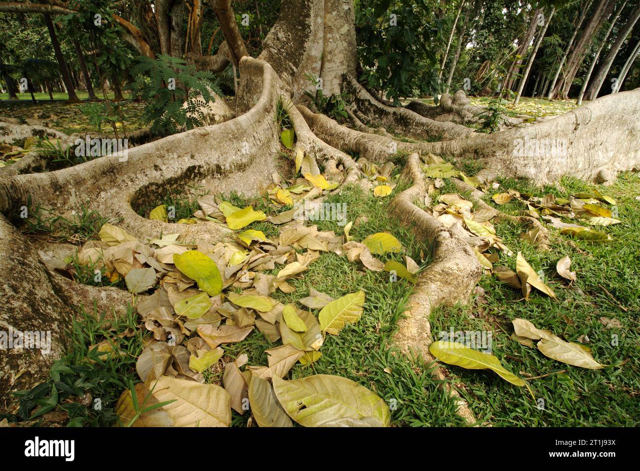 Tree roots, Sir Seewoosagur Ramgoolam Botanical Garden, Port Louis ...