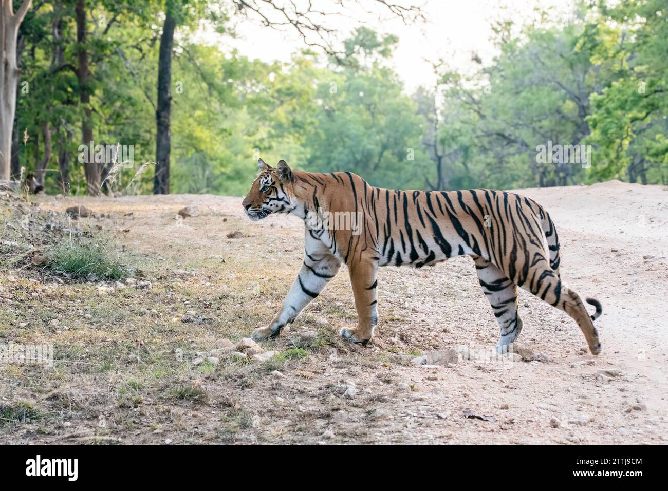 A dominant tigress exploring its territory by crossing the safari track on a hot summer ...