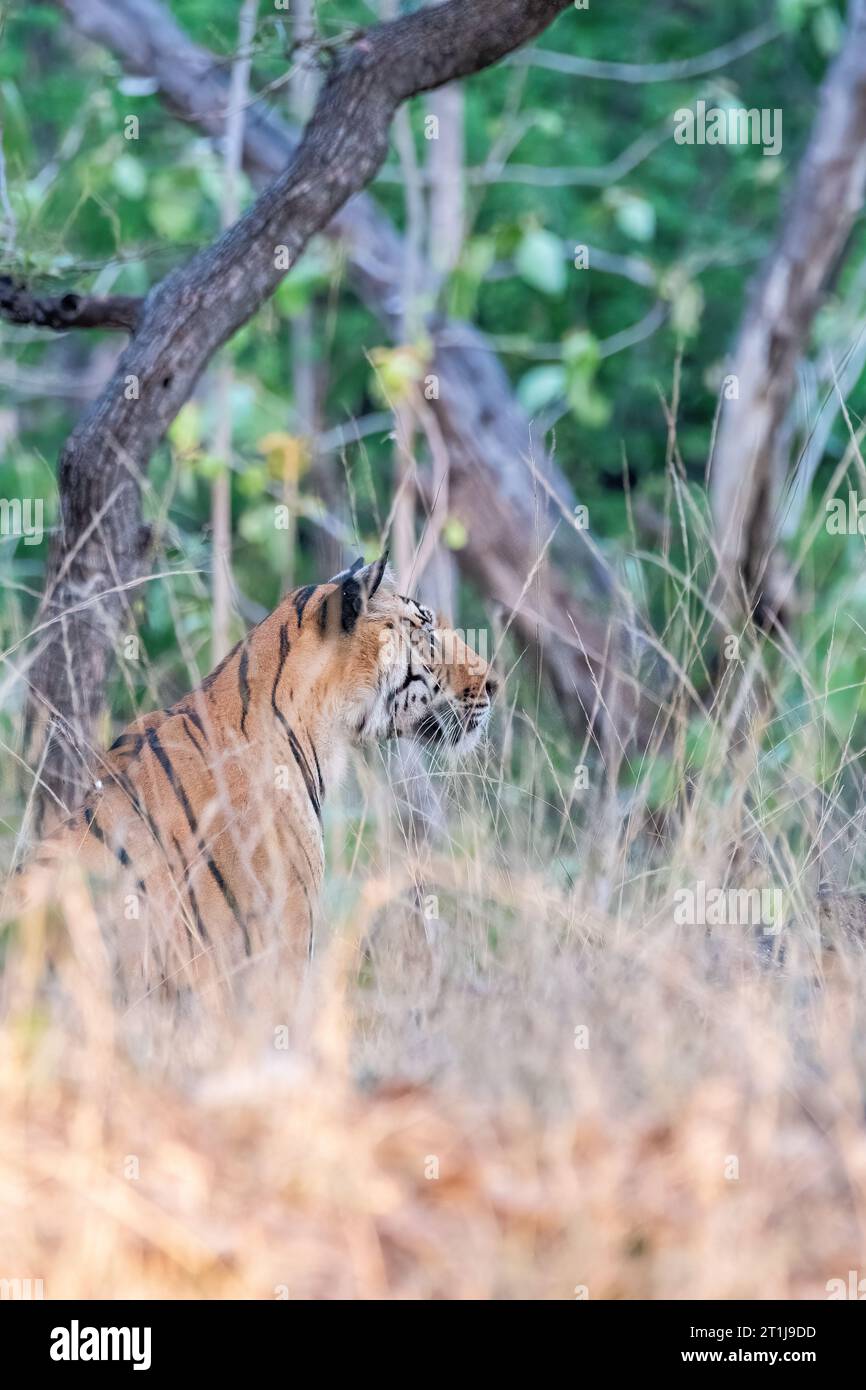 A dominant tigress exploring its territory by crossing the safari track ...
