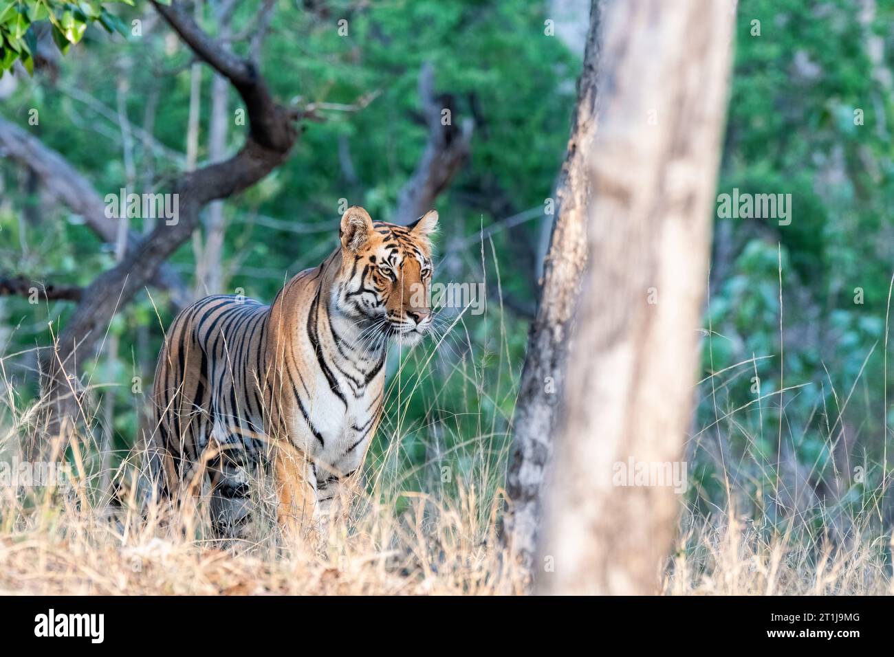 A dominant tigress exploring its territory by crossing the safari track ...