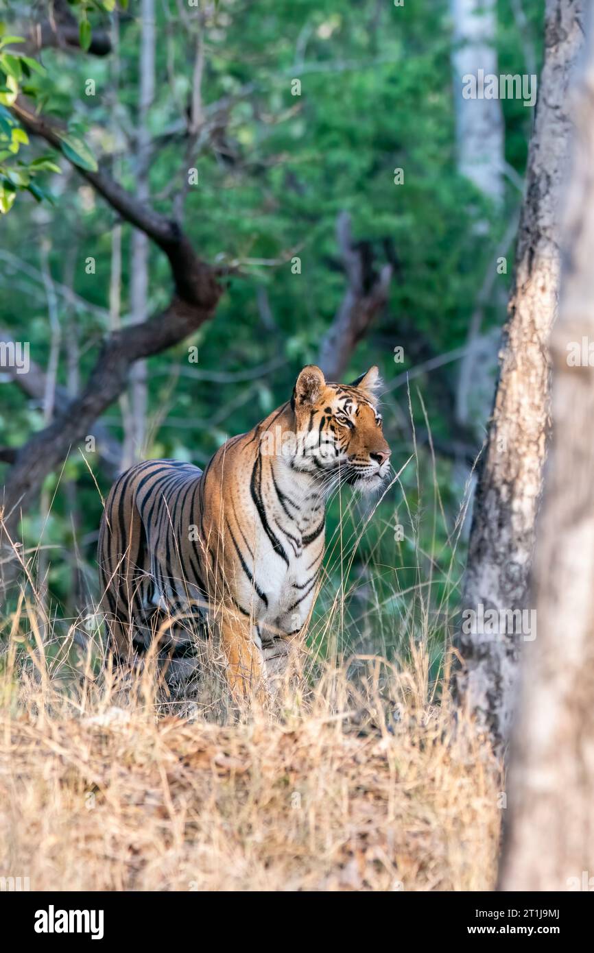 A dominant tigress exploring its territory by crossing the safari track ...