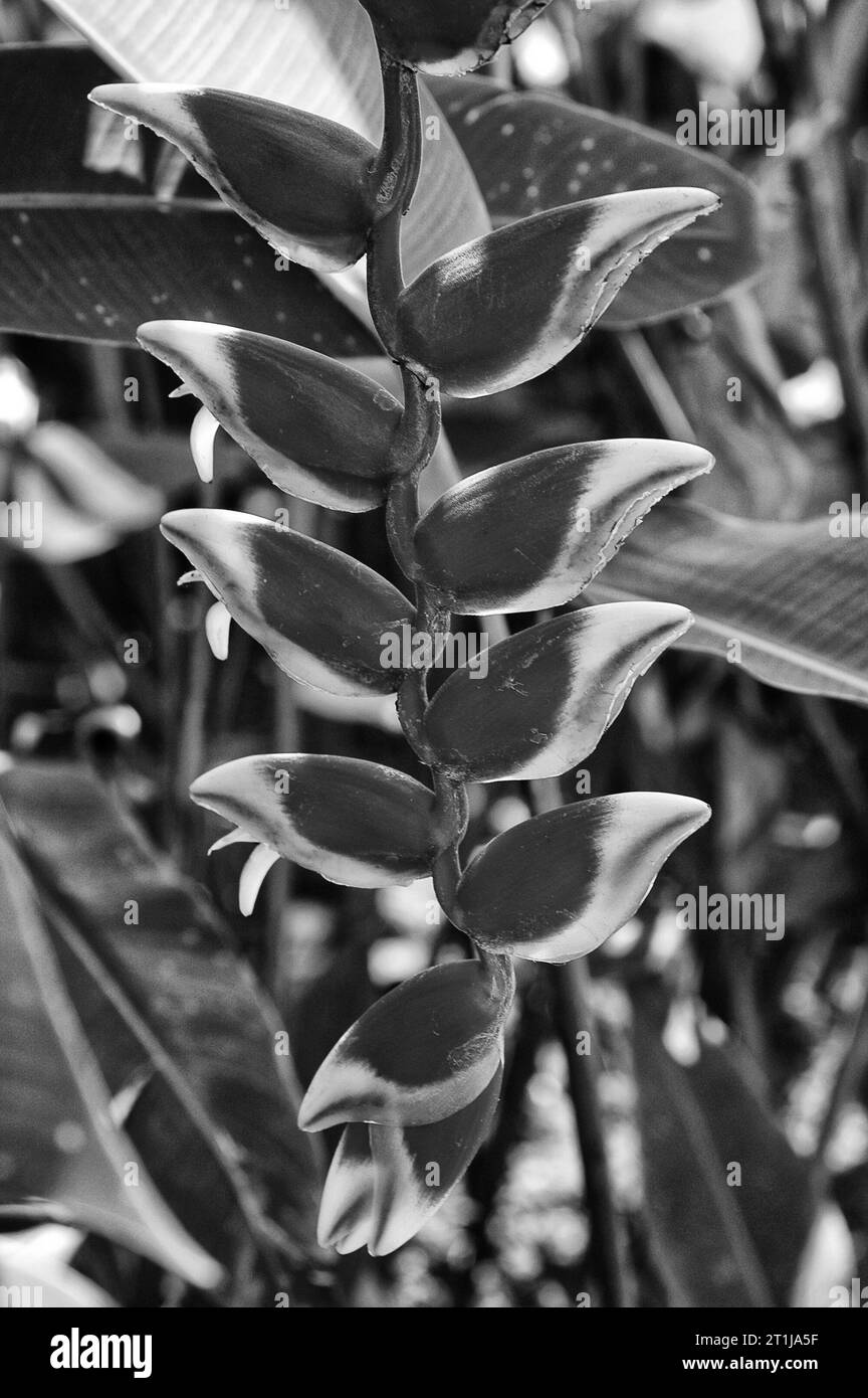 Heliconia Black and White Stock Photos & Images - Alamy