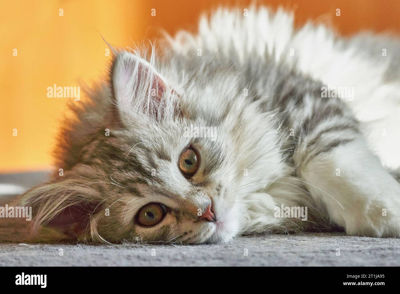 Lying Siberian kitten Stock Photo - Alamy