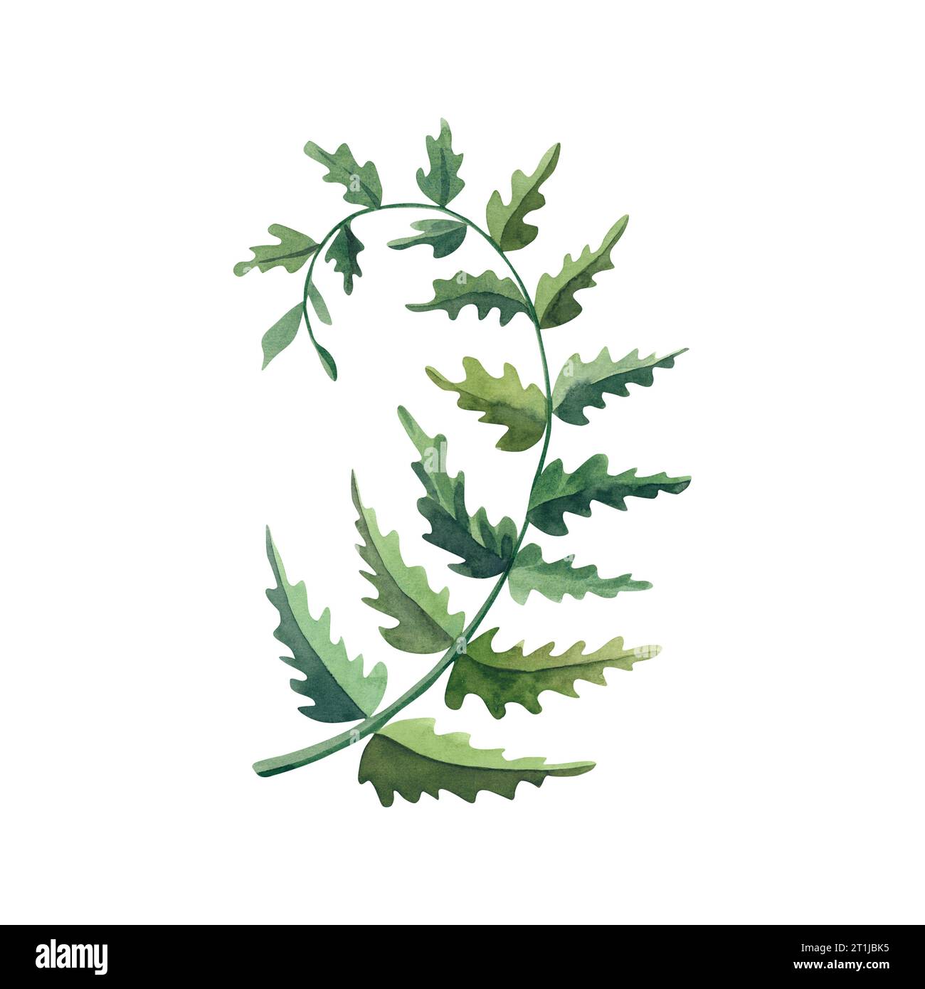 Fern. Watercolor illustration on an isolated background. Forest plants ...