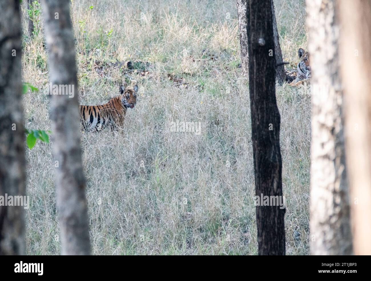 A dominant tigress relaxing in thick grasses on hot summer afternoon ...