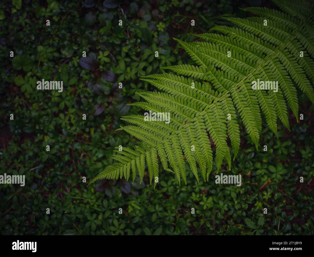 Beautiful ferns leaves green foliage. Close up of beautiful growing ...