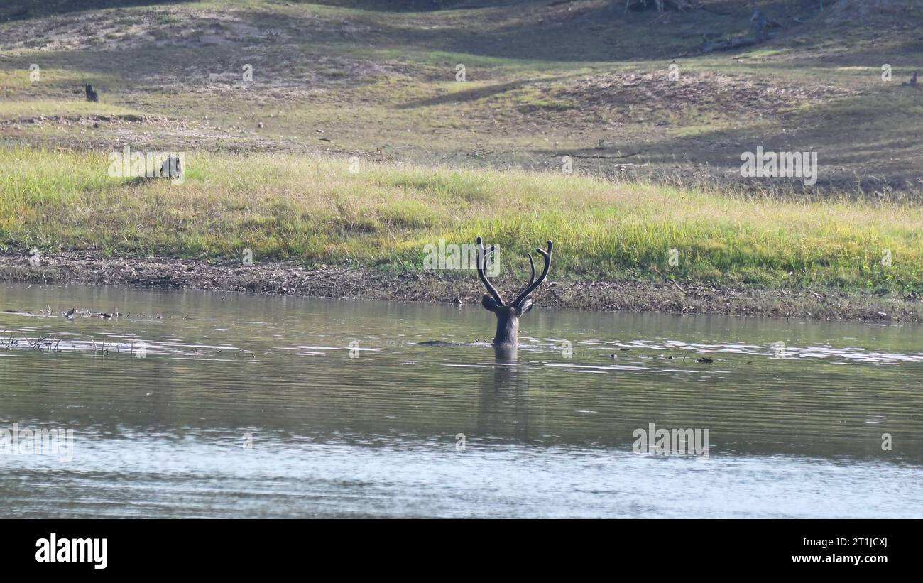 A sambar deer enjoying a new cool bath in a waterhole in the middle of ...