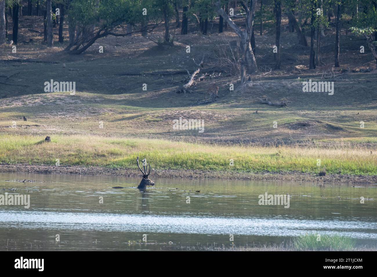 A sambar deer enjoying a new cool bath in a waterhole in the middle of ...