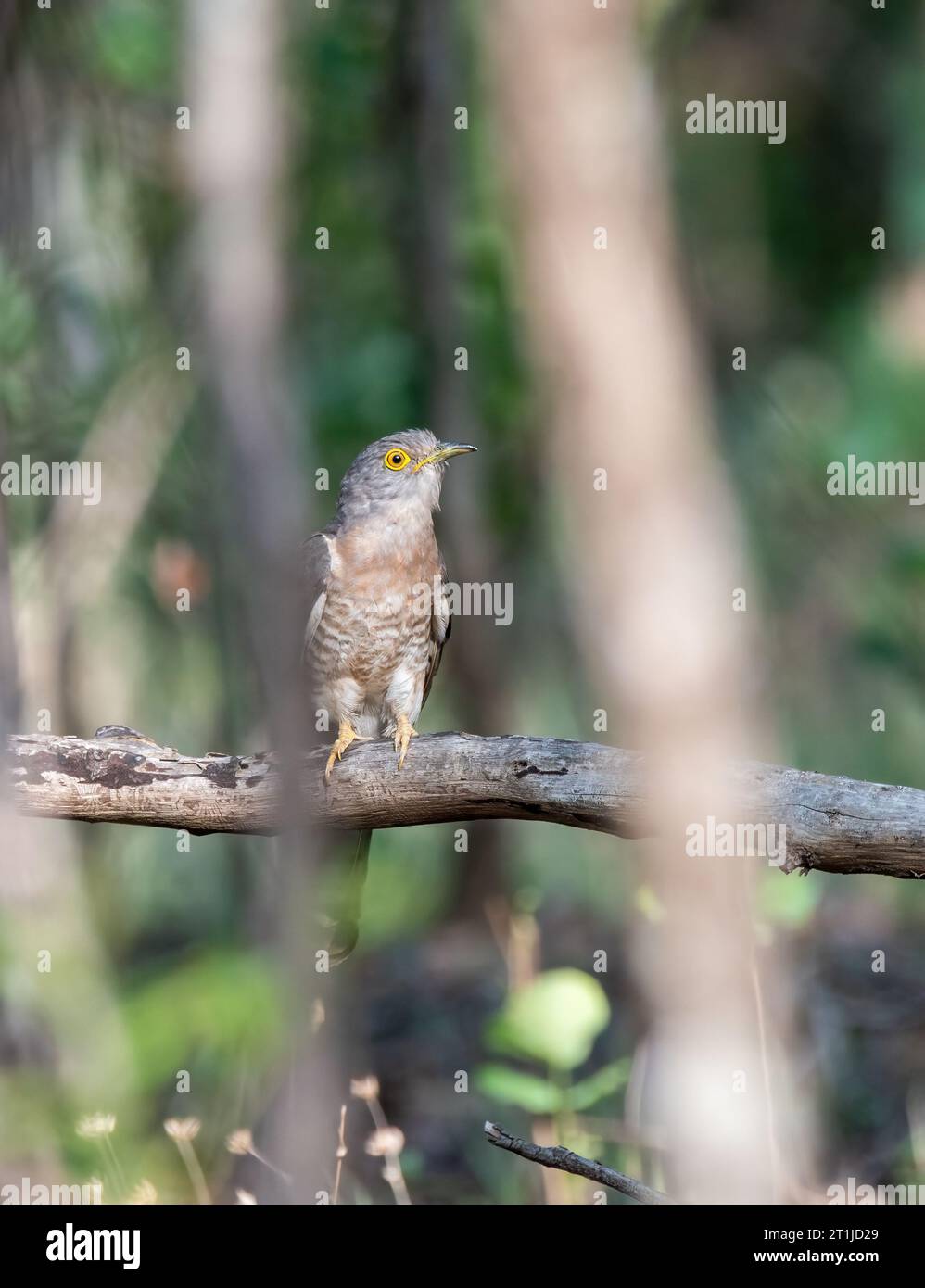 A common hawk cuckoo aka Brain Fever Bird perched on a tree branch ...
