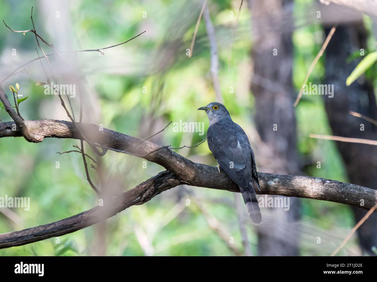 A common hawk cuckoo aka Brain Fever Bird perched on a tree branch ...