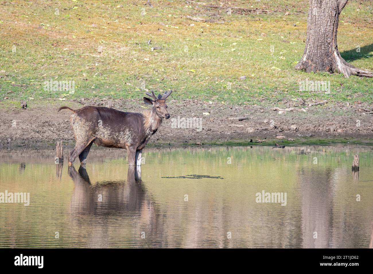 A sambar deer enjoying a new cool bath in a waterhole in the middle of ...