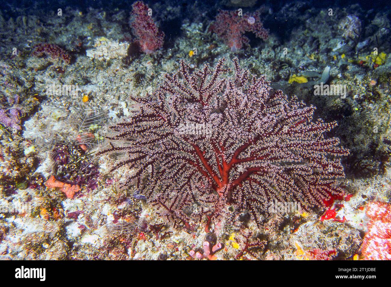 Octocoral from the genus Siphonogorgia (Possibly S. geodeffry ...