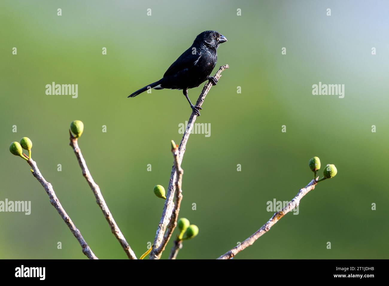 Thick-billed seed finch (Sporophila funerea, male) from Laguna Lagarto ...